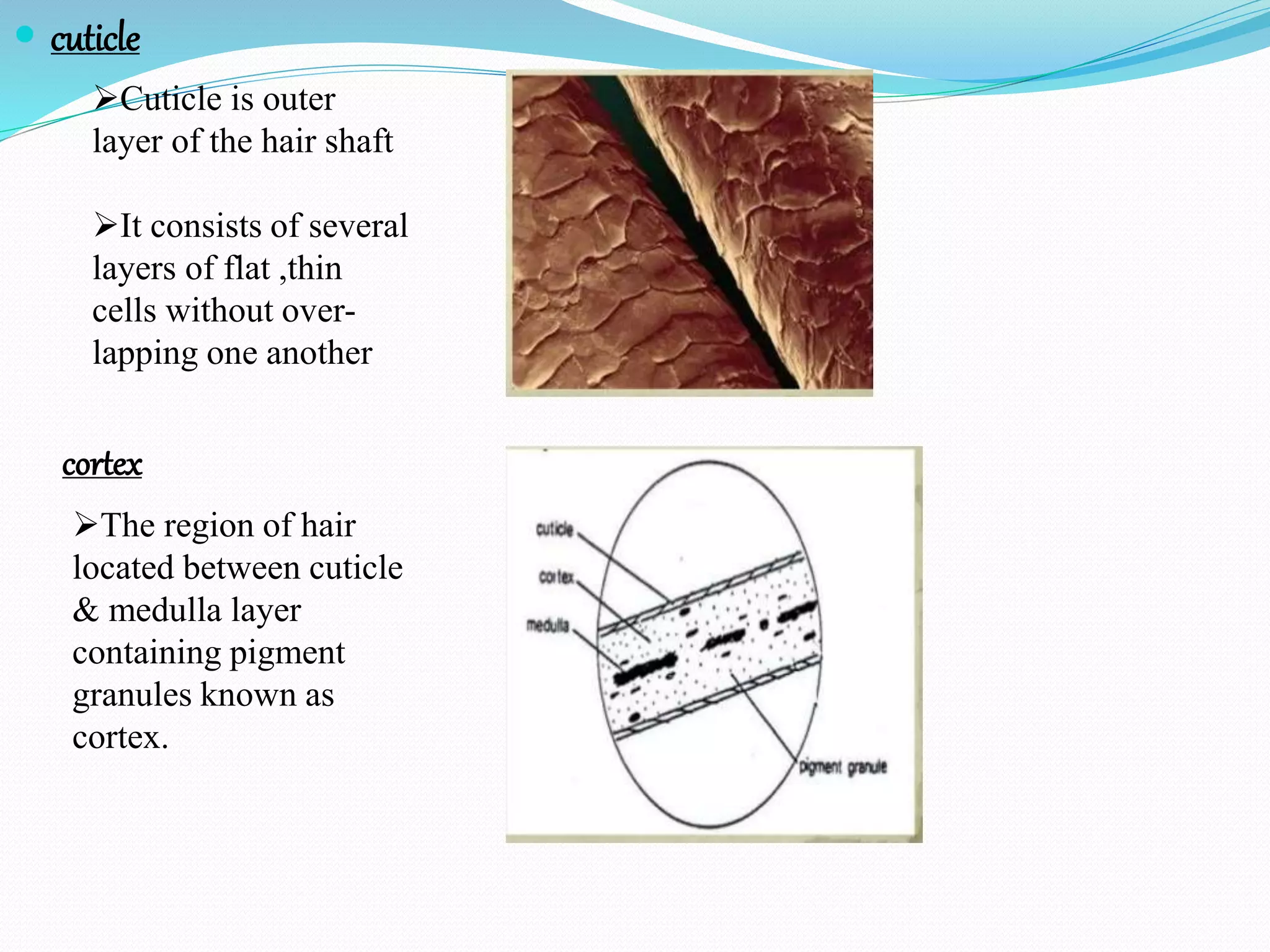 anatomy of hair and its medicolegal importance | PPTX