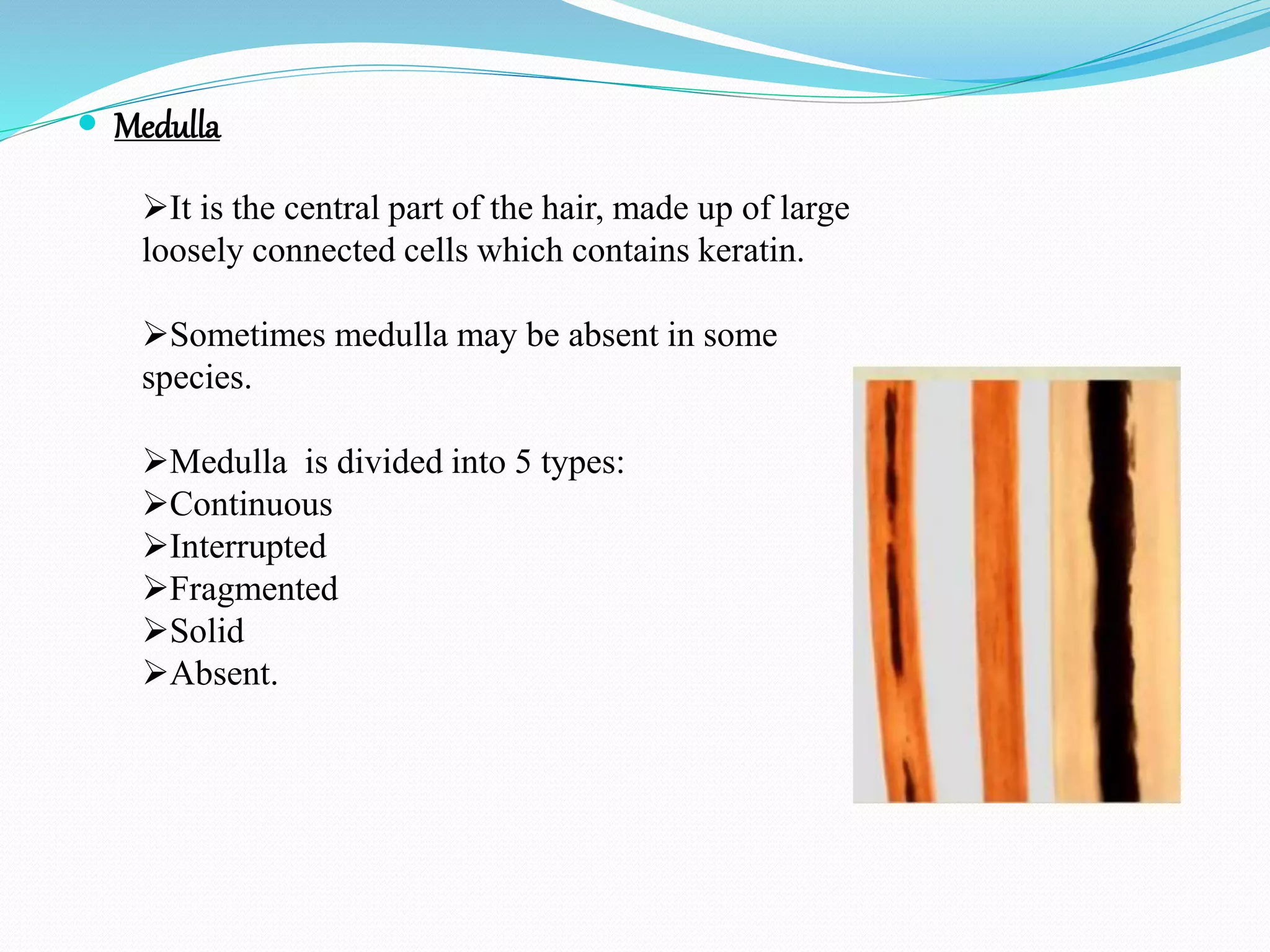 anatomy of hair and its medicolegal importance | PPTX