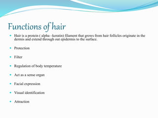 anatomy of hair and its medicolegal importance | PPTX