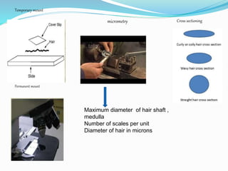 anatomy of hair and its medicolegal importance | PPTX