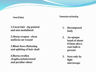 anatomy of hair and its medicolegal importance | PPTX