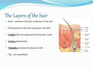 anatomy of hair and its medicolegal importance | PPTX