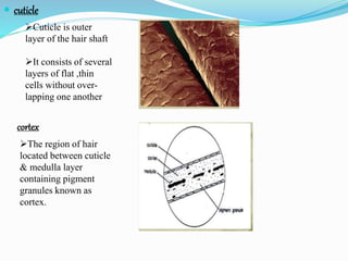 anatomy of hair and its medicolegal importance | PPTX