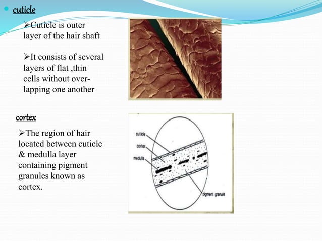 anatomy of hair and its medicolegal importance | PPTX | Hair Care | Beauty