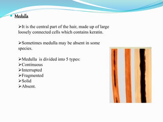 anatomy of hair and its medicolegal importance | PPTX