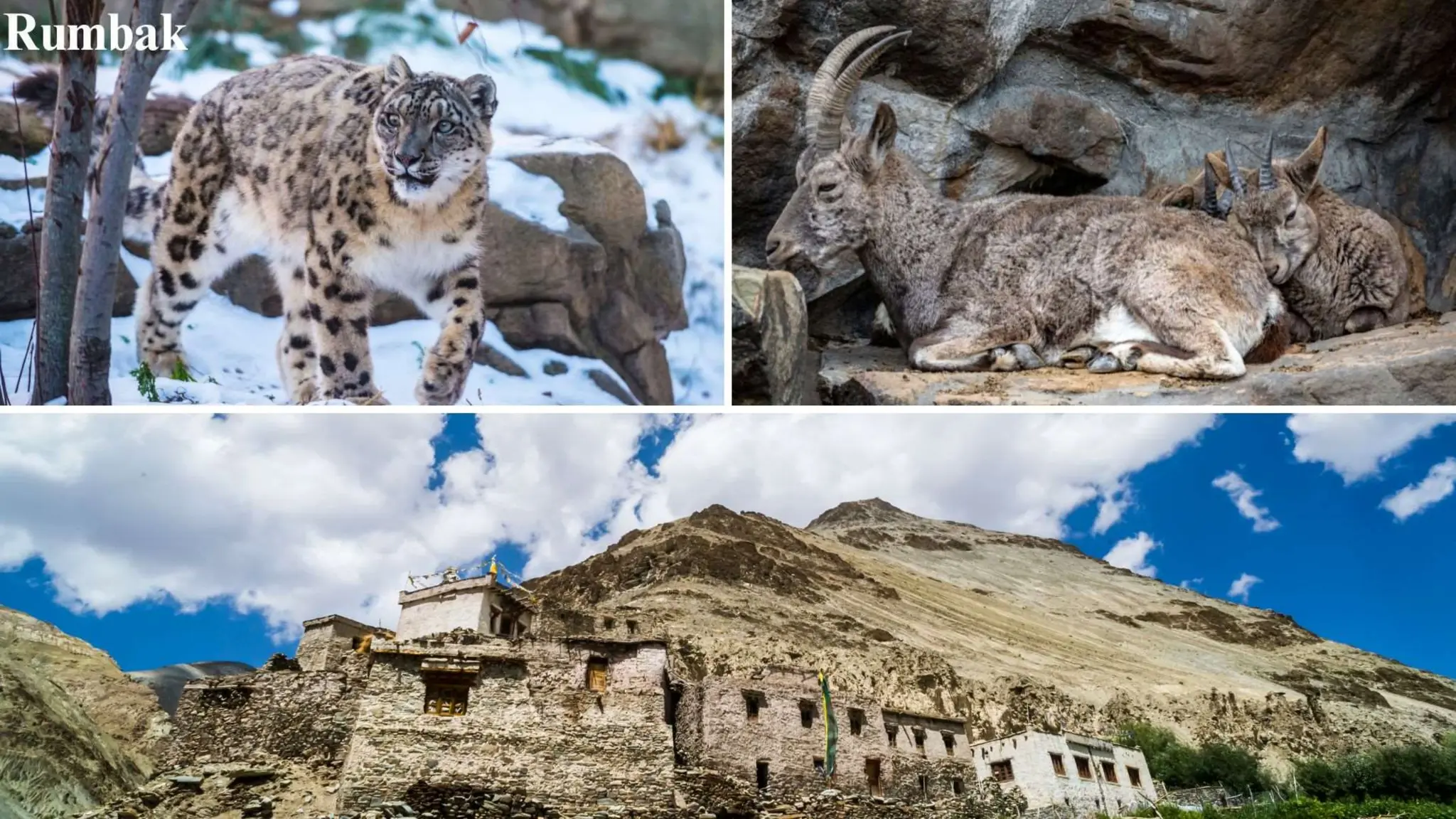 Snow Leopard Expedition Tours | Bird watching In Leh Ladakh | PPTX