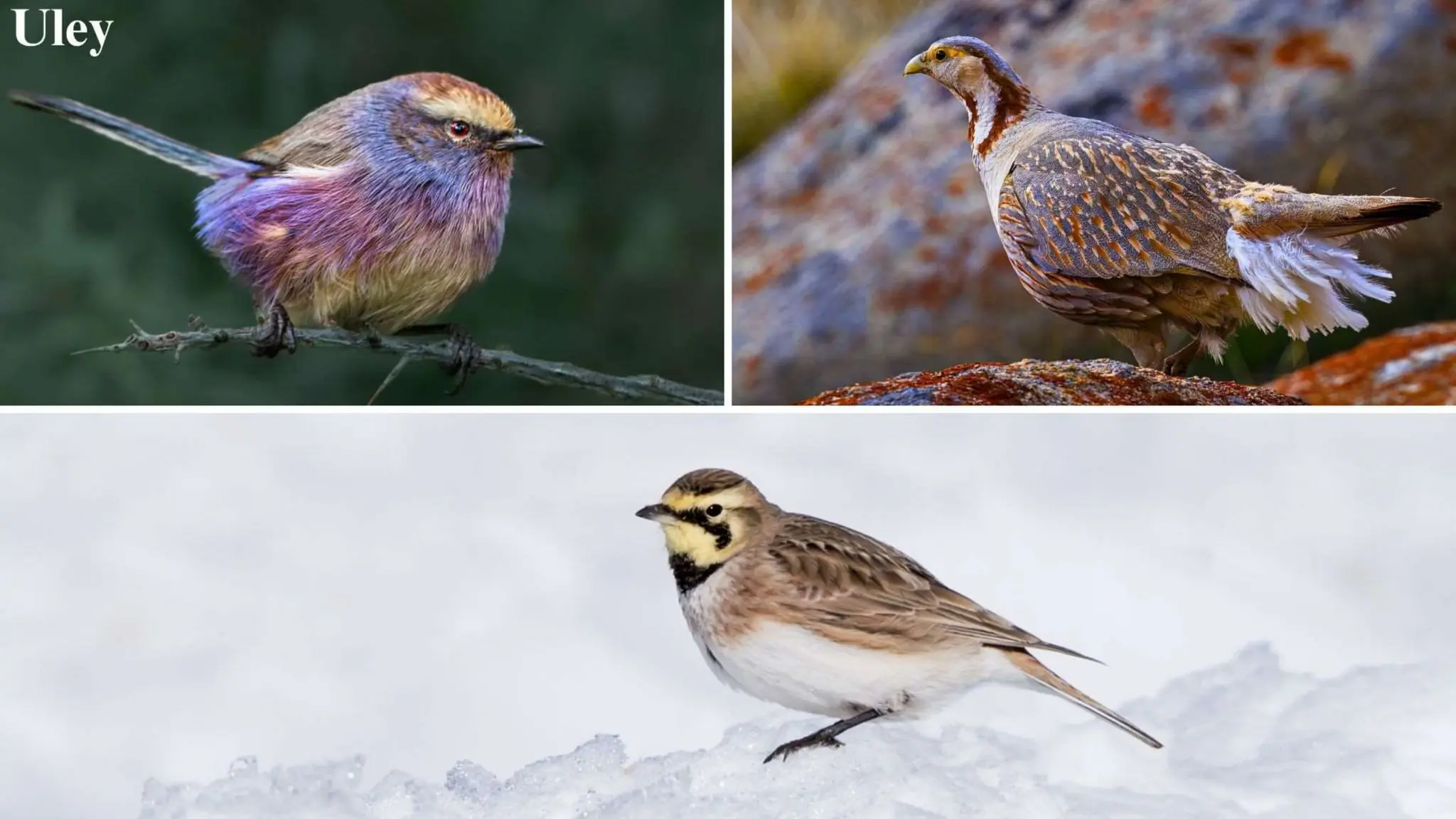 Snow Leopard Expedition Tours | Bird watching In Leh Ladakh | PPTX