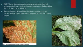 symptoms of plant disease by online teaching ot | PDF
