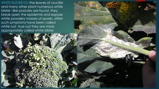 symptoms of plant disease by online teaching ot | PDF