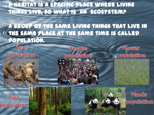 Interaction in ecosystems | PPTX | Geography | Science