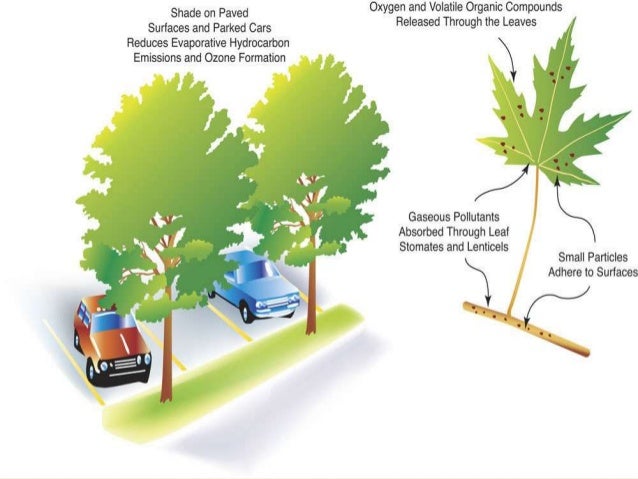 TREE SPECIES USE FOR CONTROLLING AIR POLLUTION