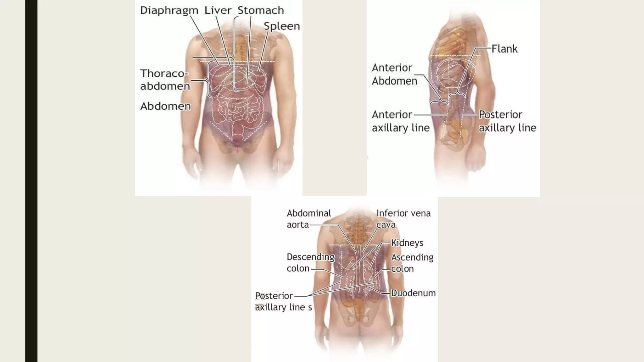 ppt Abd trauma Present.pptx