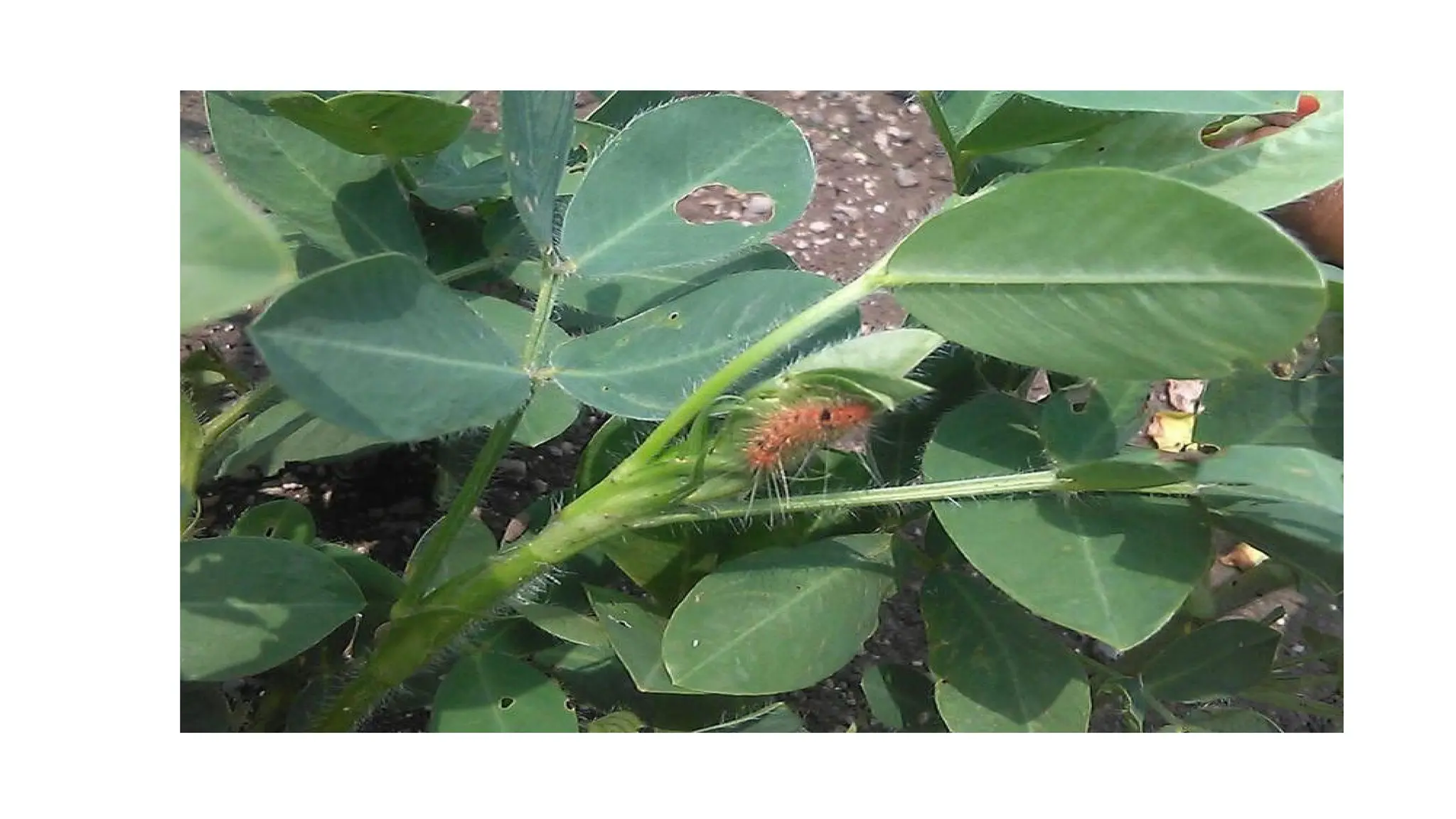 red hairy caterpillar and its management | PPTX