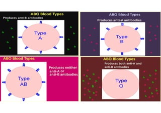 ppt ABO Ag and AB.pdf