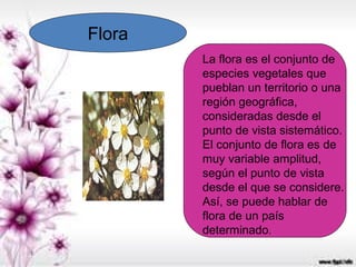 Ppt act. 1 flora, fauna y paisaje | PPT