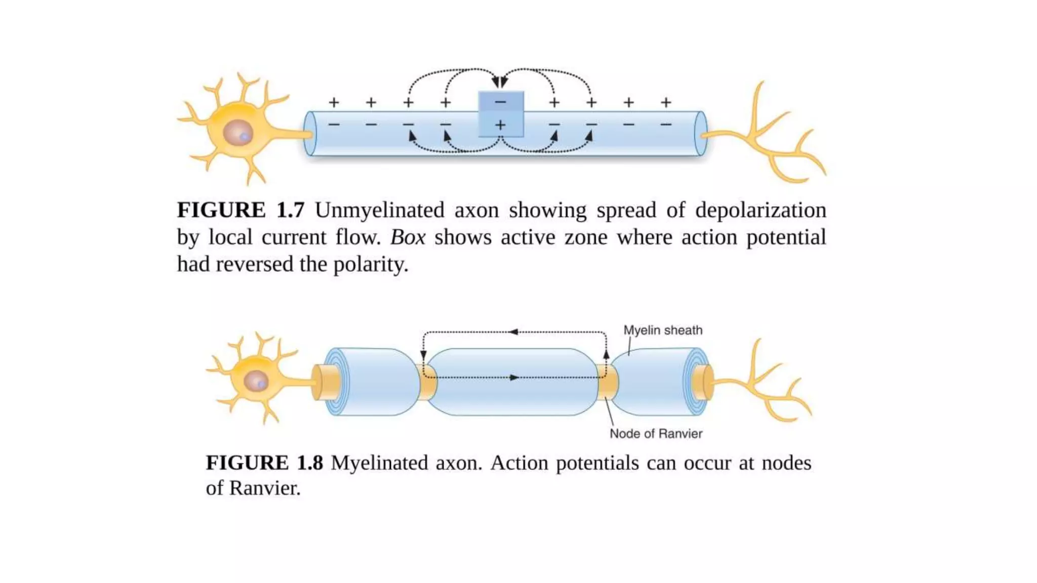 PPt action potential.pptx