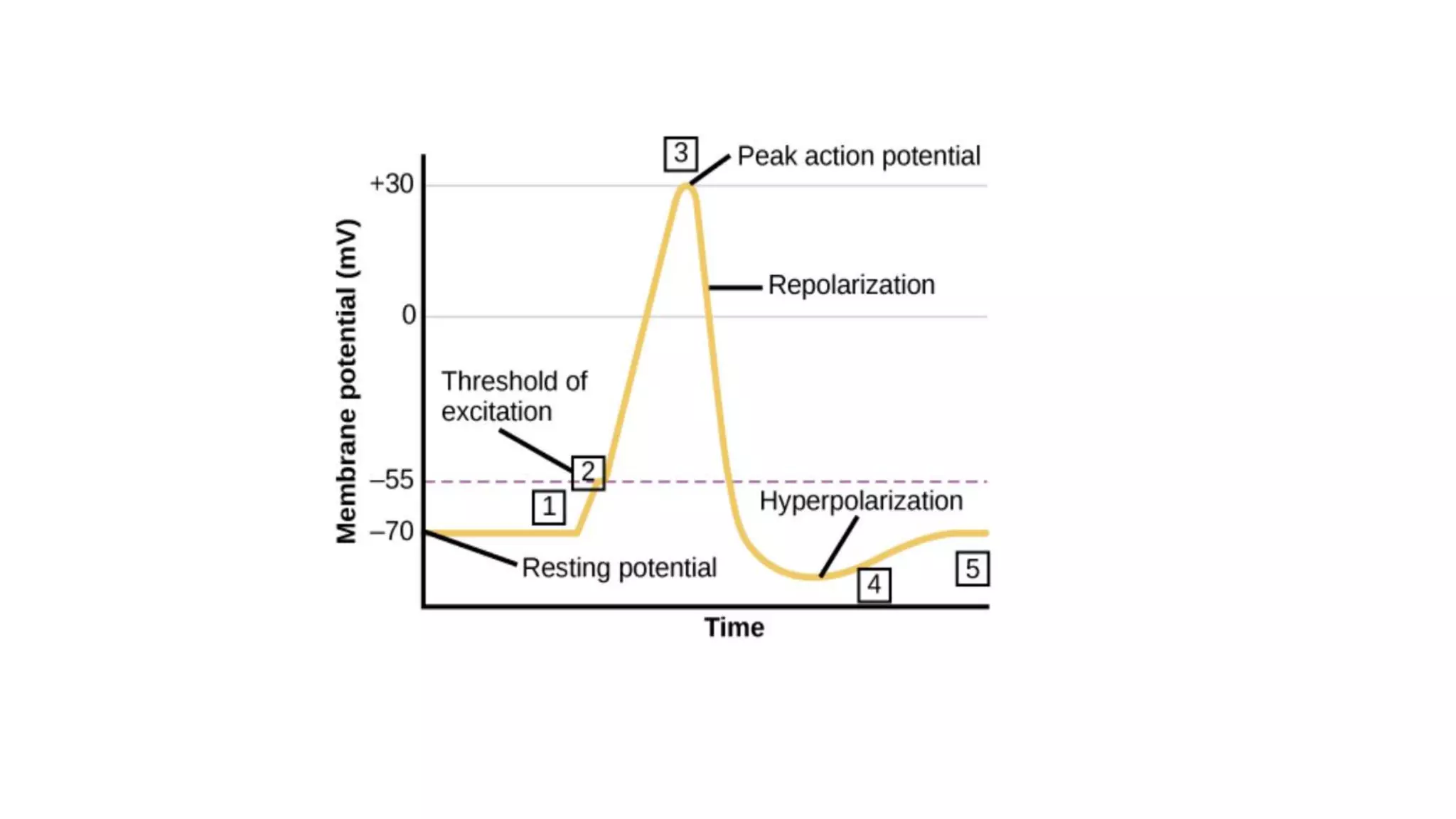 PPt action potential.pptx