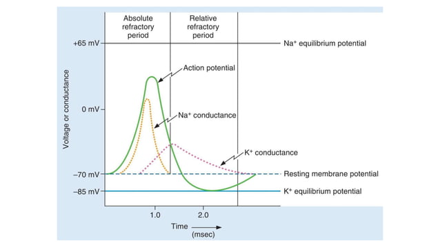PPt action potential.pptx