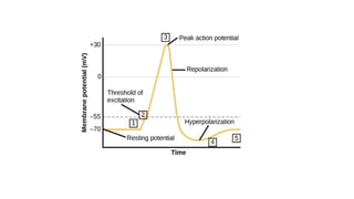 PPt action potential.pptx