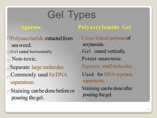 ppt Agarose gel electrophoresis......... | PDF