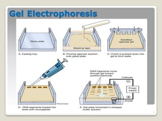 ppt Agarose gel electrophoresis......... | PPT