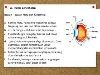 materi kelas IV tentang alat indera pada manusia | PPTX