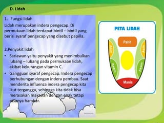 Ppt alat indera pada manusia | PPTX