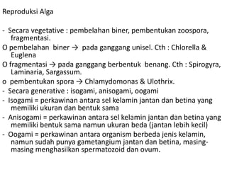 Ppt alga | PPTX