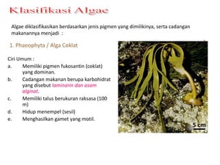 Ppt alga | PPTX