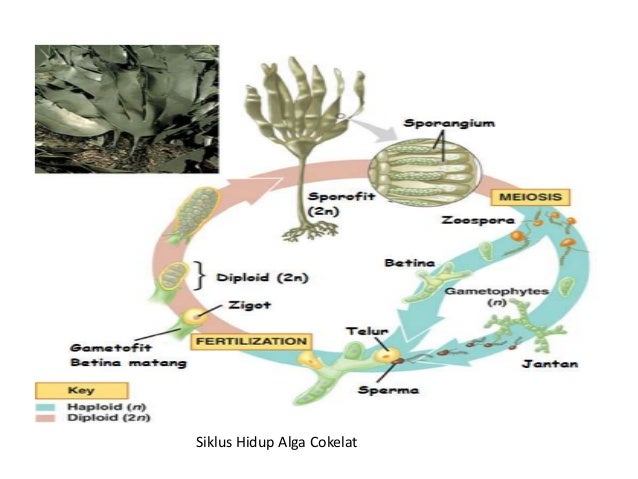 Life Cycle Laminaria And Fucus Brown Algae