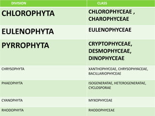 algae classification | PPTX