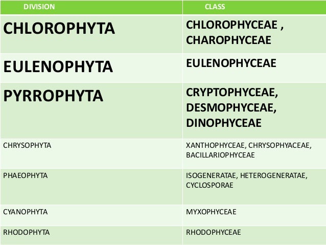 Algae General Characters And Classification