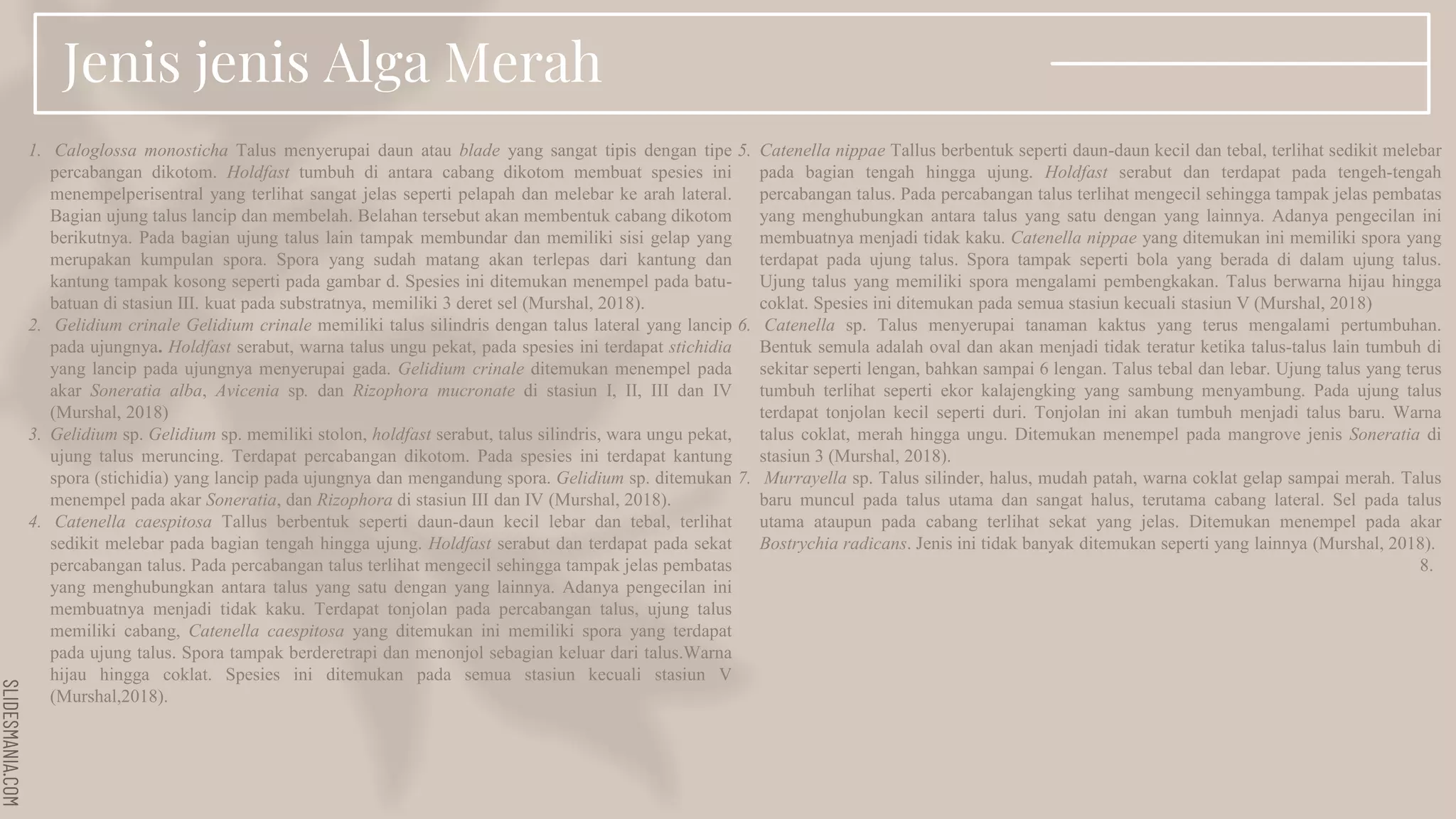 PPT alga merah.pptx