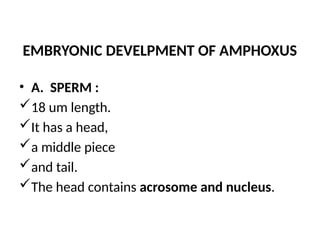 ppt amphiox embryo for zoology ug students | PPTX