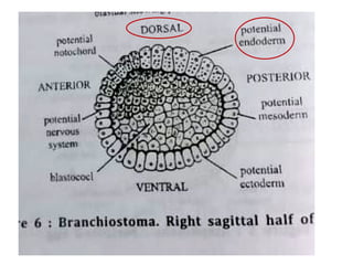 ppt amphiox embryo for zoology ug students | PPT
