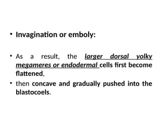 ppt amphiox embryo for zoology ug students | PPTX