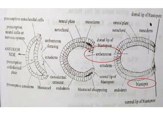 ppt amphiox embryo for zoology ug students | PPT