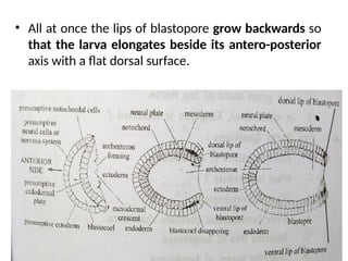 ppt amphiox embryo for zoology ug students | PPTX