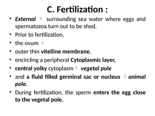 ppt amphiox embryo for zoology ug students | PPTX