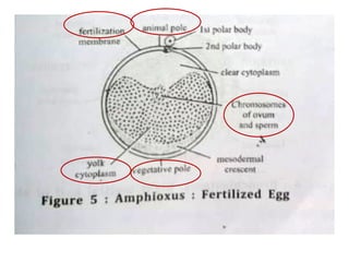 ppt amphiox embryo for zoology ug students | PPTX