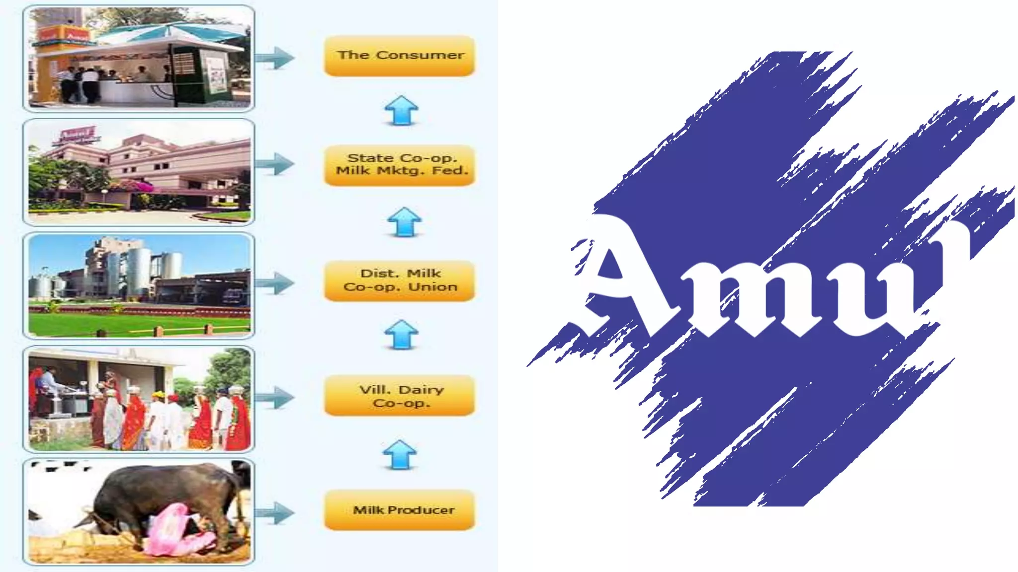 Supply Chain Management of Amul; Distribution network of Amul | PPTX