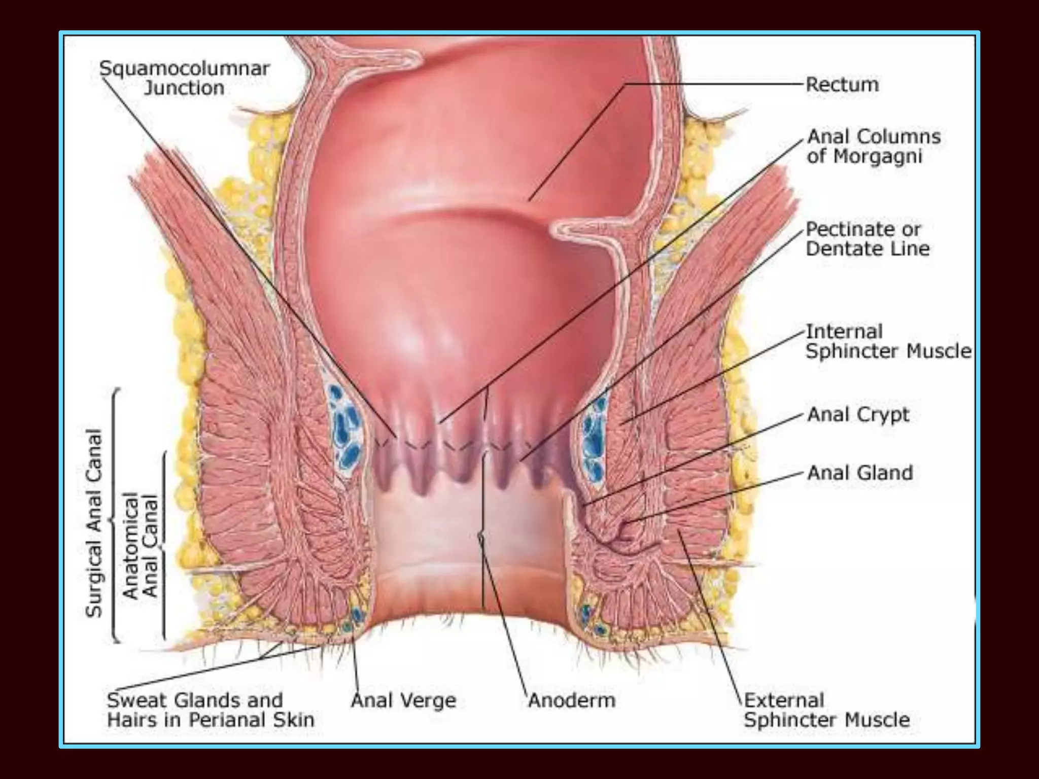 Anatomy of anal canal | PPTX