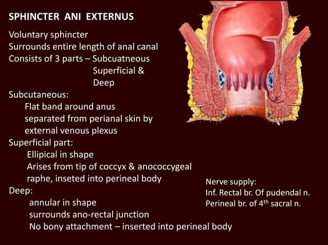 Anatomy of anal canal | PPTX | Obscenity and Profanity | Sensitive Topics