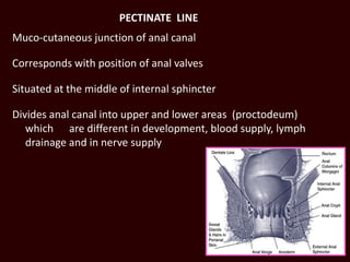 Anatomy of anal canal | PPT