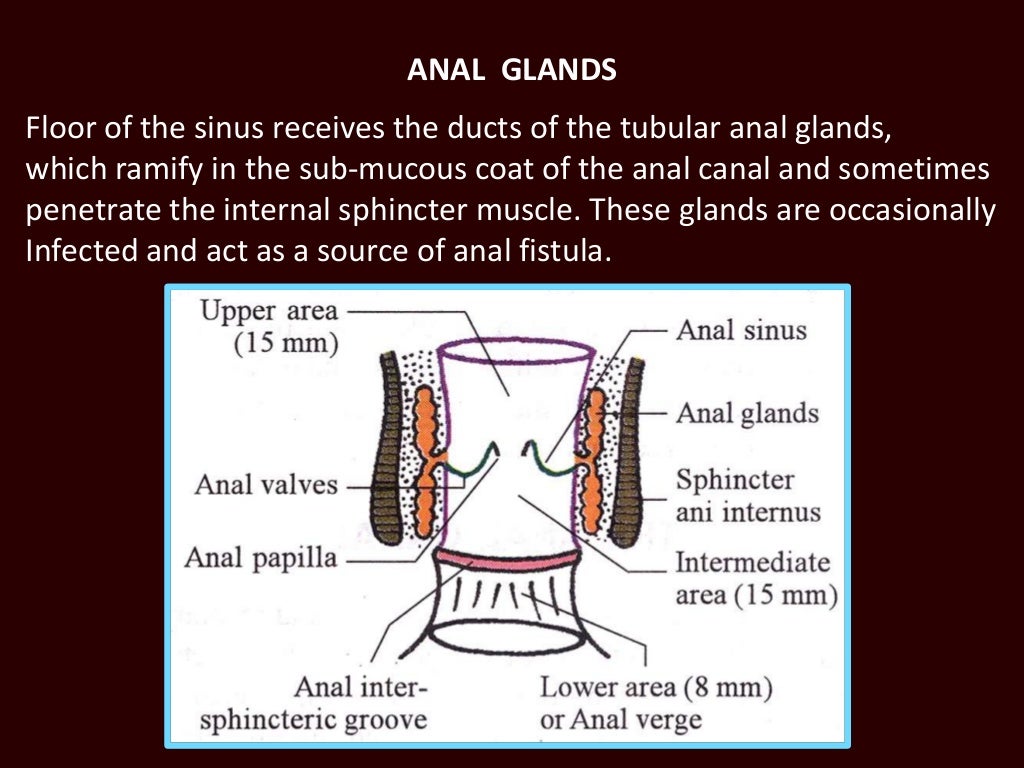 Anatomy of anal canal