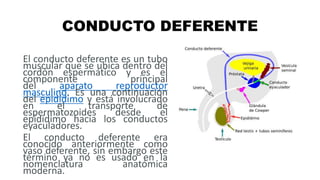 PPT ANATOMIA-VASECTOMIA UPAO 2023.pptx