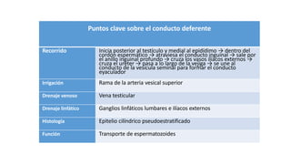 PPT ANATOMIA-VASECTOMIA UPAO 2023.pptx