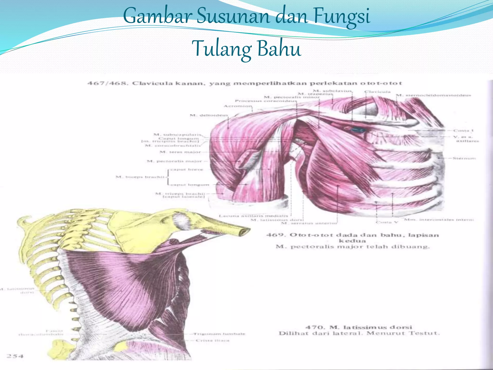 PPT ANATOMI DAN FUNGSI BAHU | PPTX
