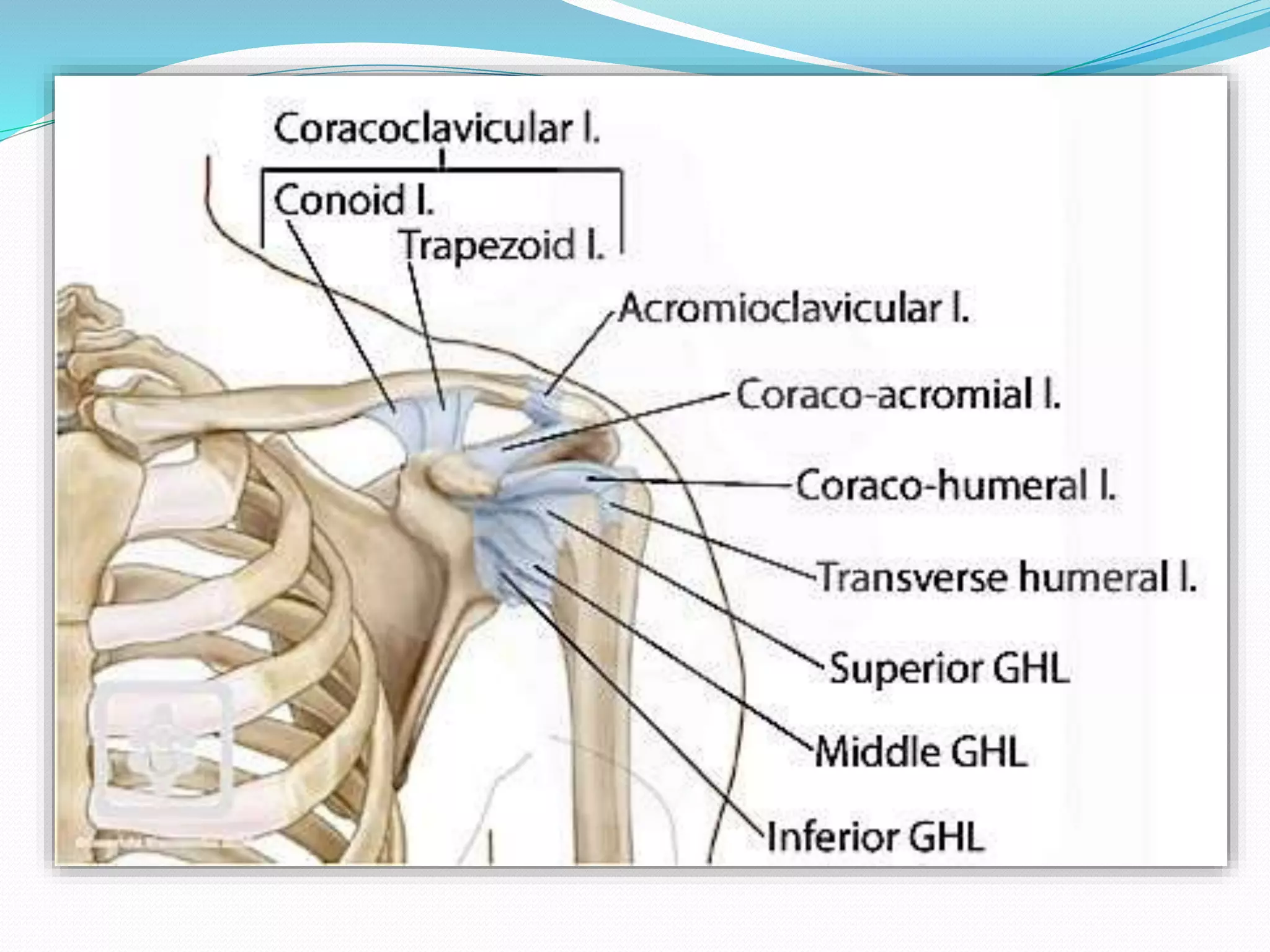 PPT ANATOMI DAN FUNGSI BAHU | PPTX