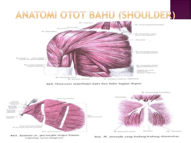 PPT ANATOMI DAN FUNGSI BAHU | PPTX